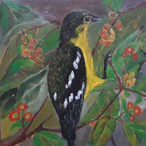 Sri Lankan Bird - Lora - Sri Lankan Art Gallery