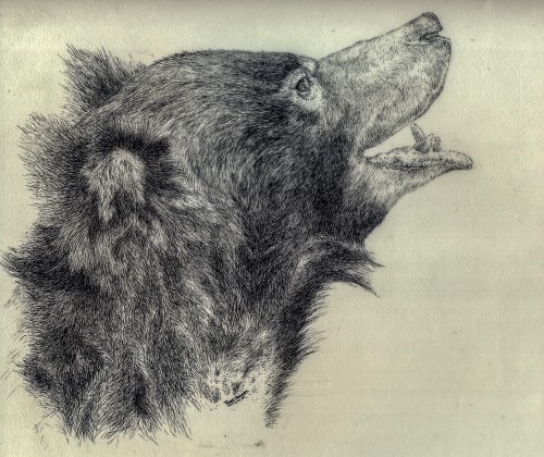 Sloth Bear - Pen Art - Sri Lankan Art Gallery