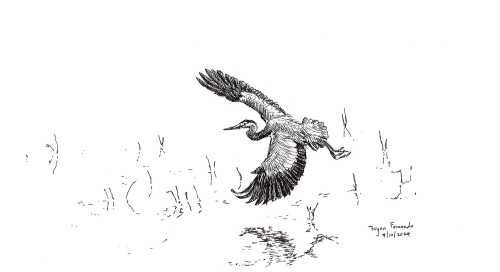 The Landing (Grey Heron) - Sri Lankan Art Gallery
